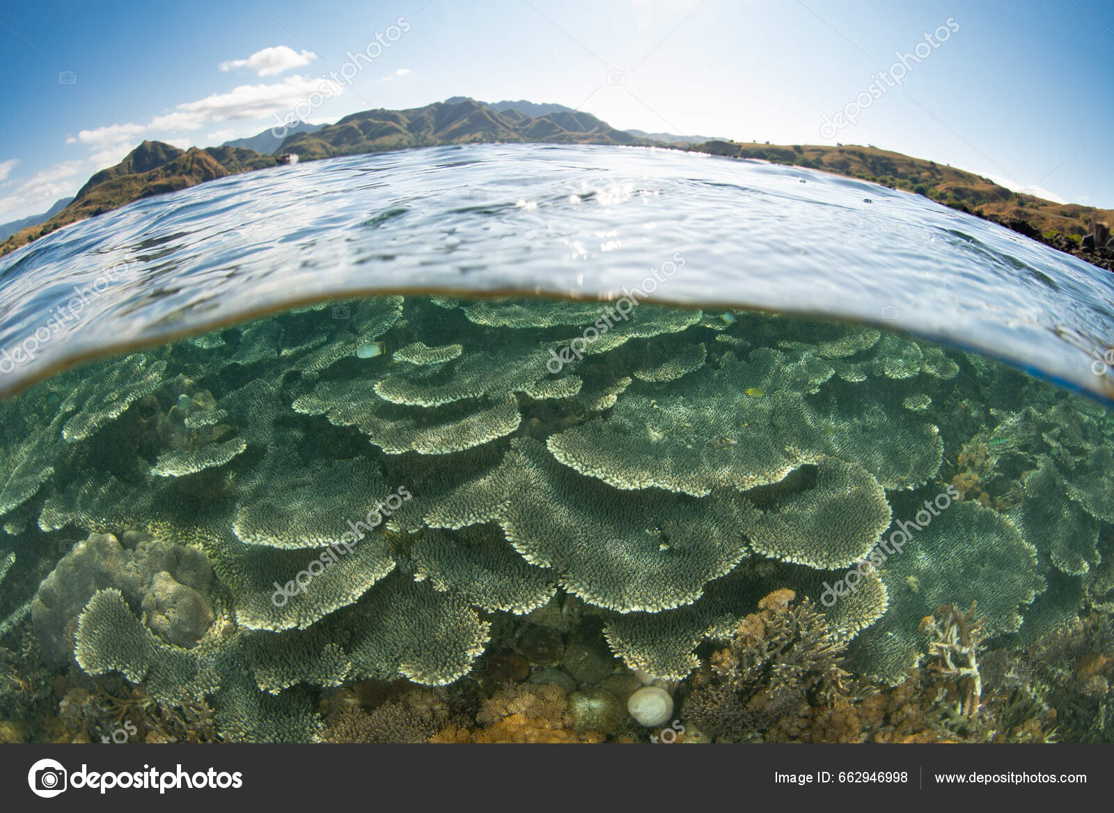 Reef Building Corals Thrive Biodiverse Reef Komodo National Park ...