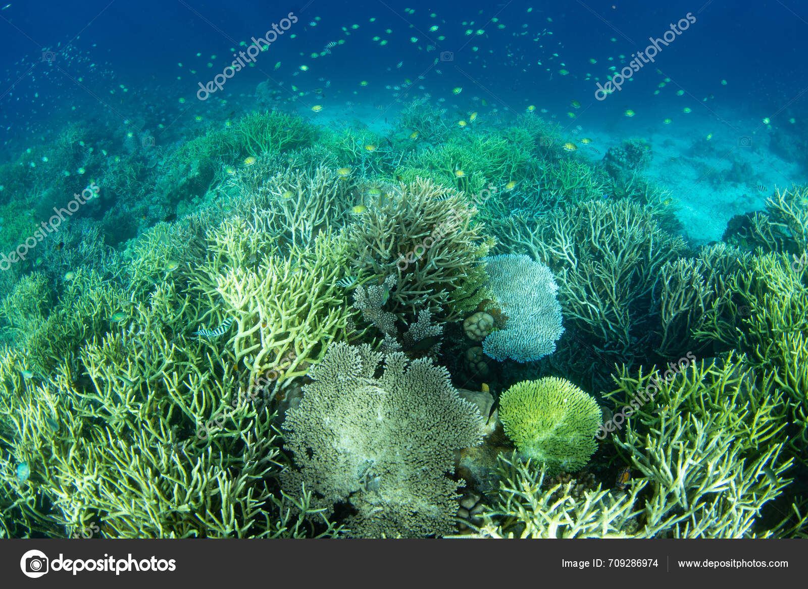 Corals Compete Space Grow Shallow Biodiverse Reef Raja Ampat Indonesia ...