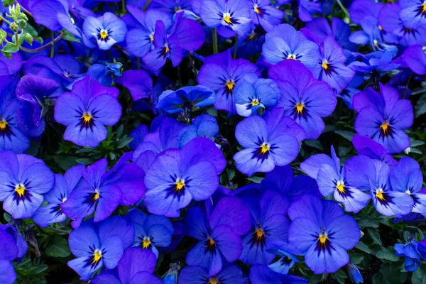 Beautiful violets Stock Photos, Royalty Free Beautiful violets Images ...