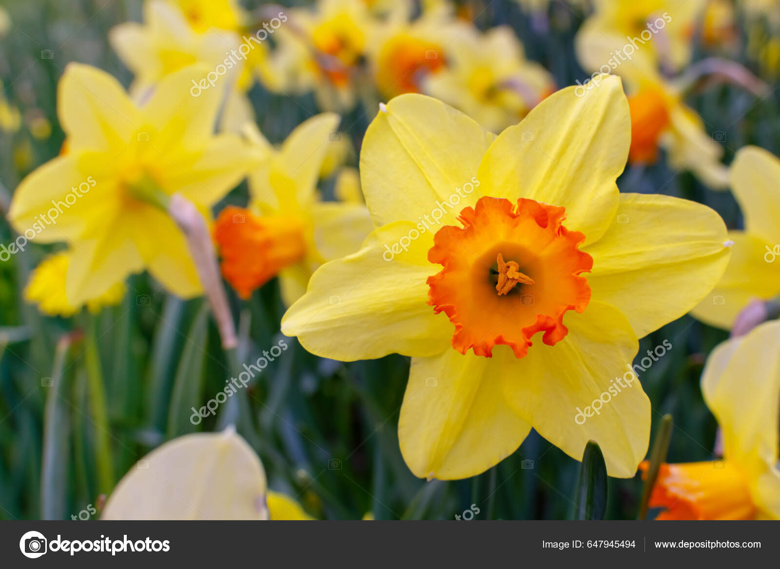 Yellow Daffodil Meadow Flowering Daffodils — Stock Photo © Angelli.Foto ...