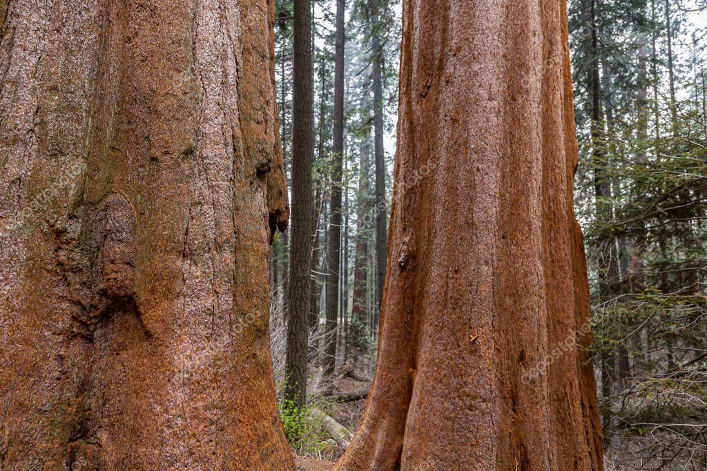 Árboles de Sequoia en el Parque Nacional Yosemite. Árbol gigante de ...