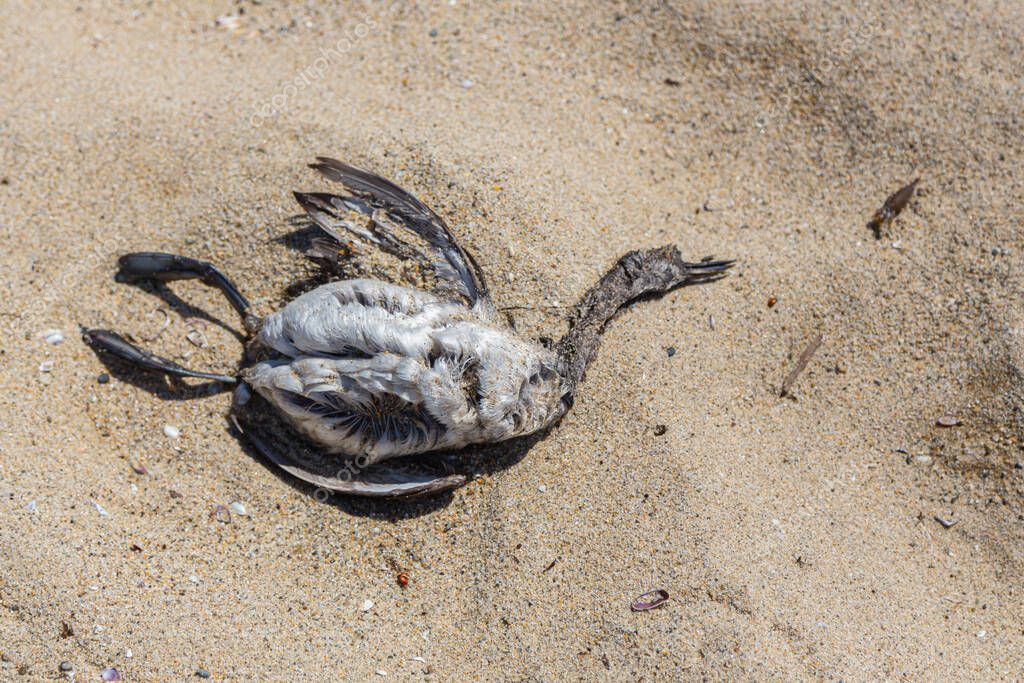 Cadáver muerto de pájaro causado por una enfermedad en Ocean Beach. Ave ...