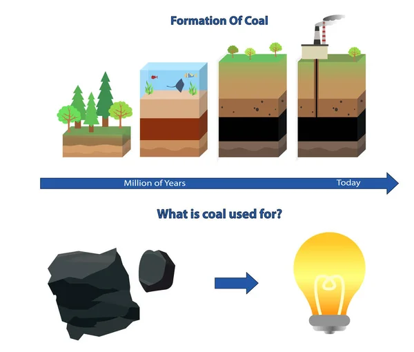 Coal Formation Stages