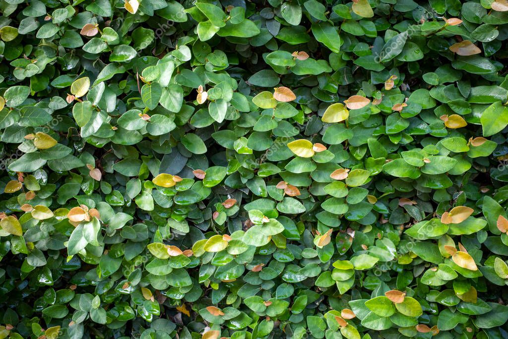 Daun Dolar Rambat, Dollar creepers Ficus pumila, una especie de vid ...