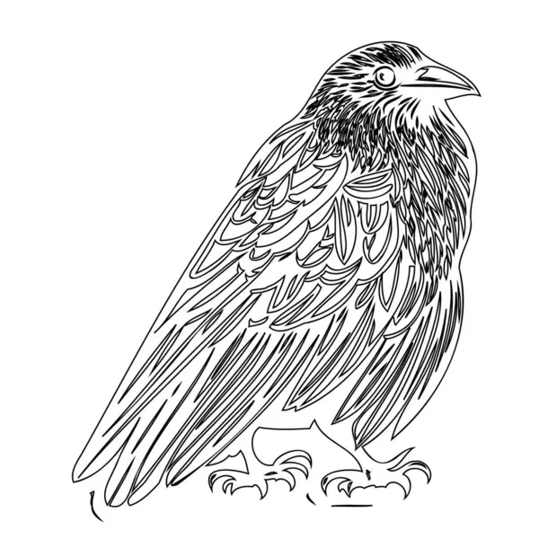 Vectores de Halcon dibujo, imágenes vectoriales | Depositphotos