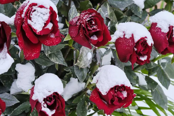 Rose snow Stock Photos, Royalty Free Rose snow Images | Depositphotos