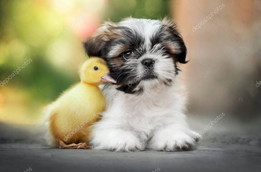 Patos Cachorros Ilimitados