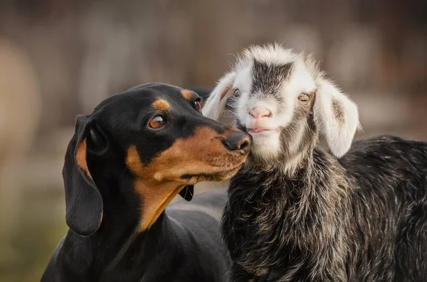 Baby Goat And Dog