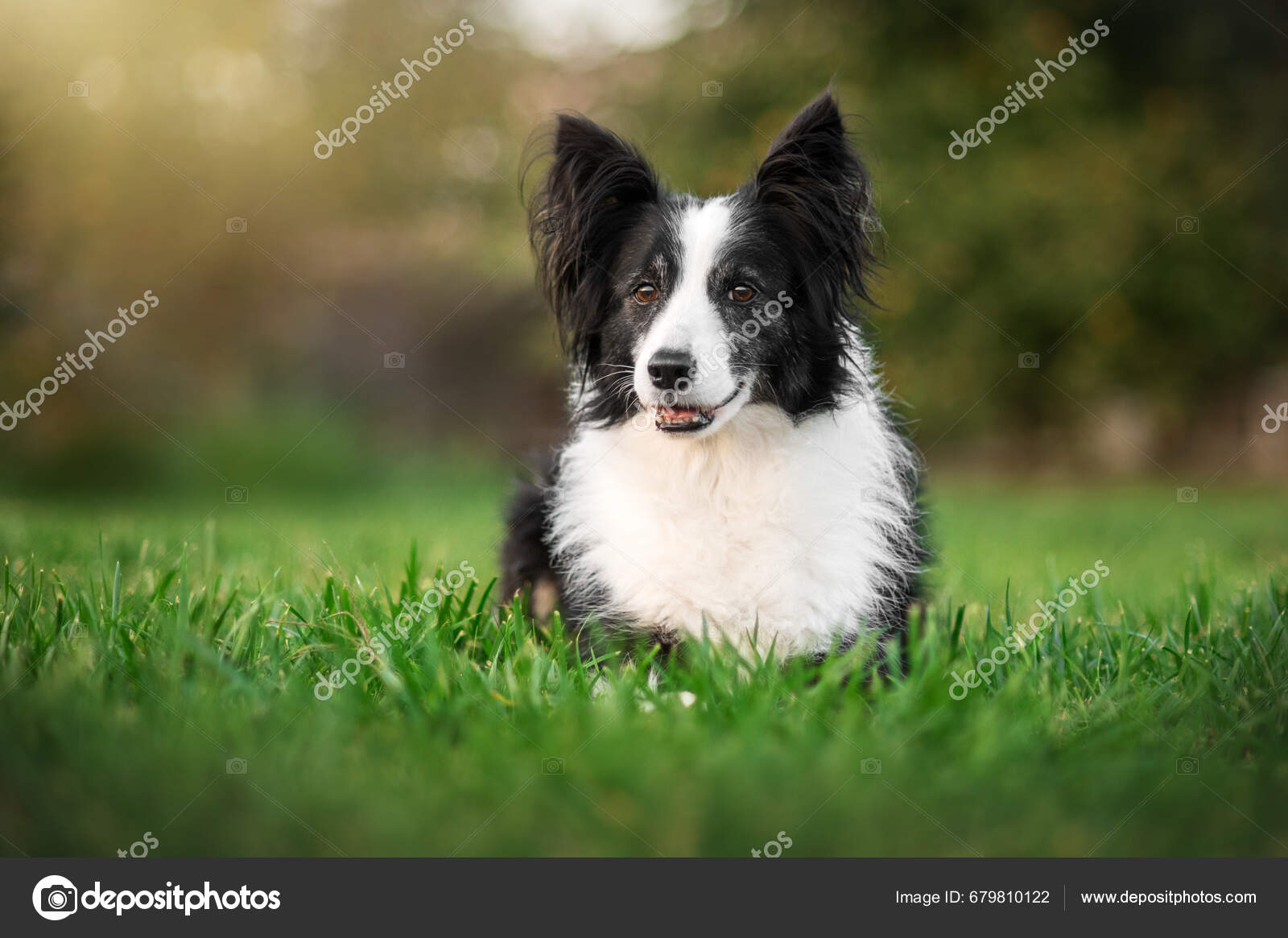 Border Collie Dog Walk Green Lawn Wonderful Portraits Senior Pet ...