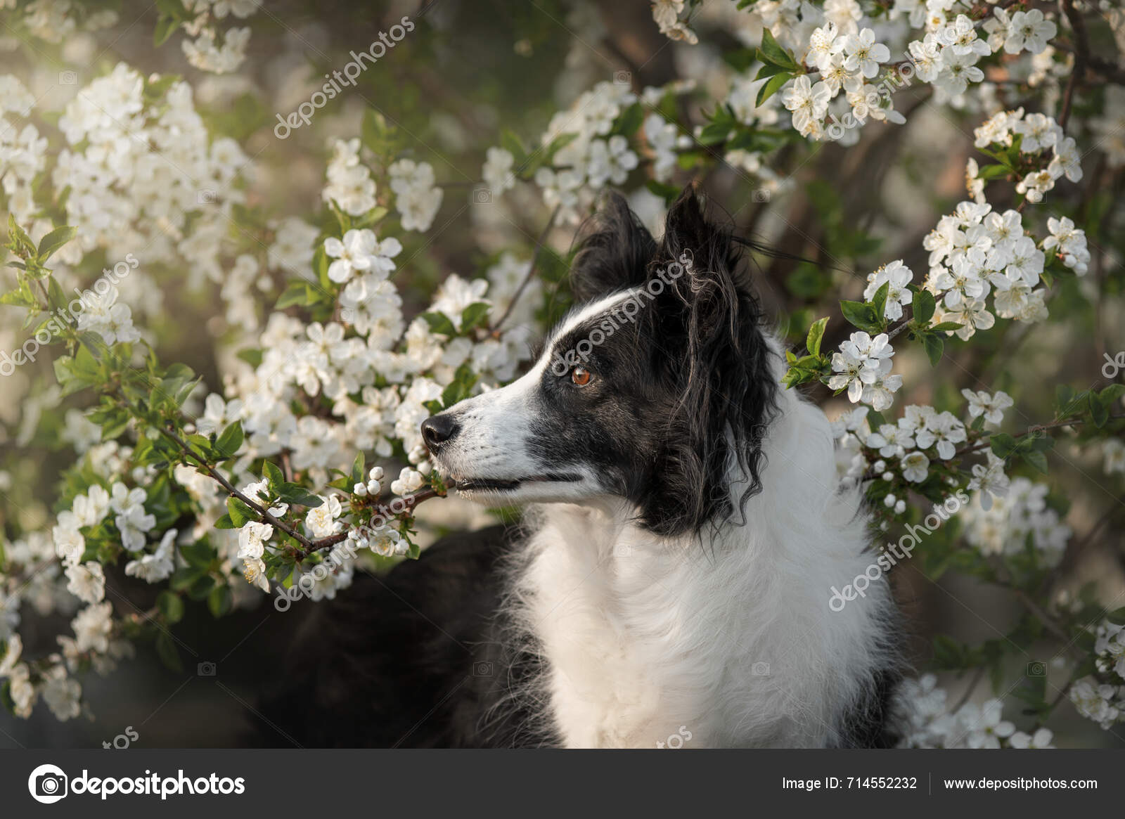 Spring Photos Border Collie Flowering Tree Beautiful Portraits Smart ...
