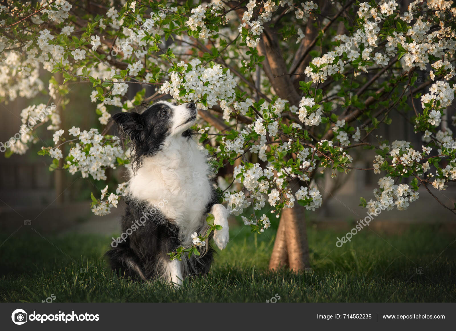 Spring Photos Border Collie Flowering Tree Beautiful Portraits Smart ...