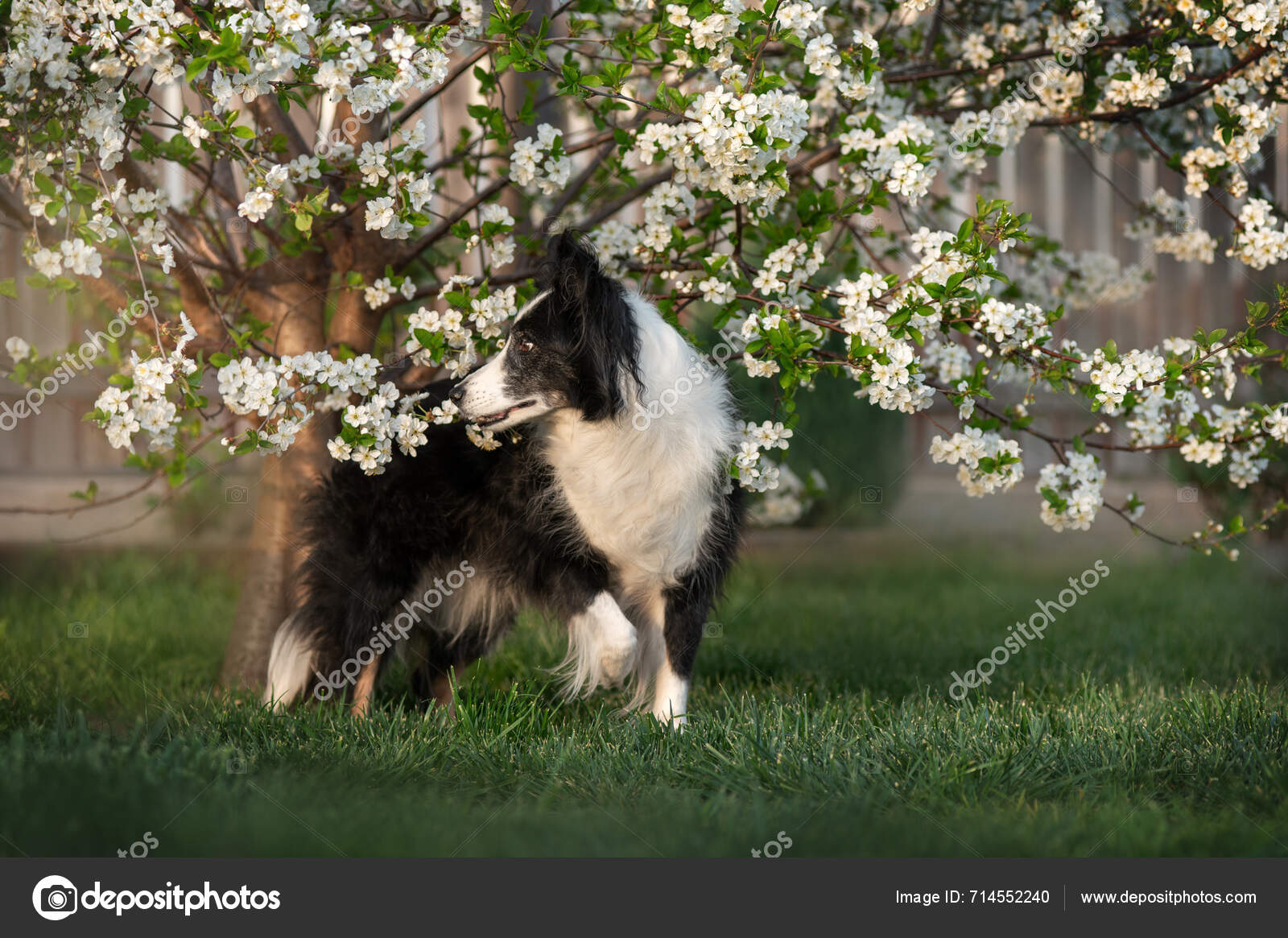 Spring Photos Border Collie Flowering Tree Beautiful Portraits Smart ...