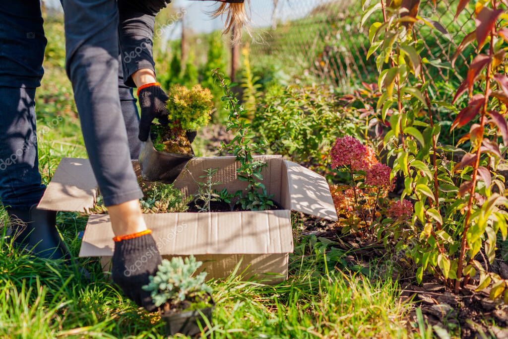 Jardinero desempacando parcela con plantas en contenedores. Enebro ...