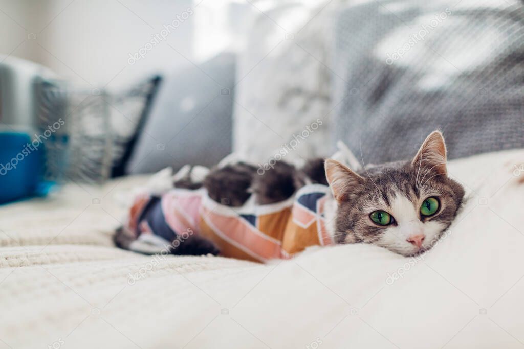Triste gato débil con vendaje después de la esterilización acostado en ...