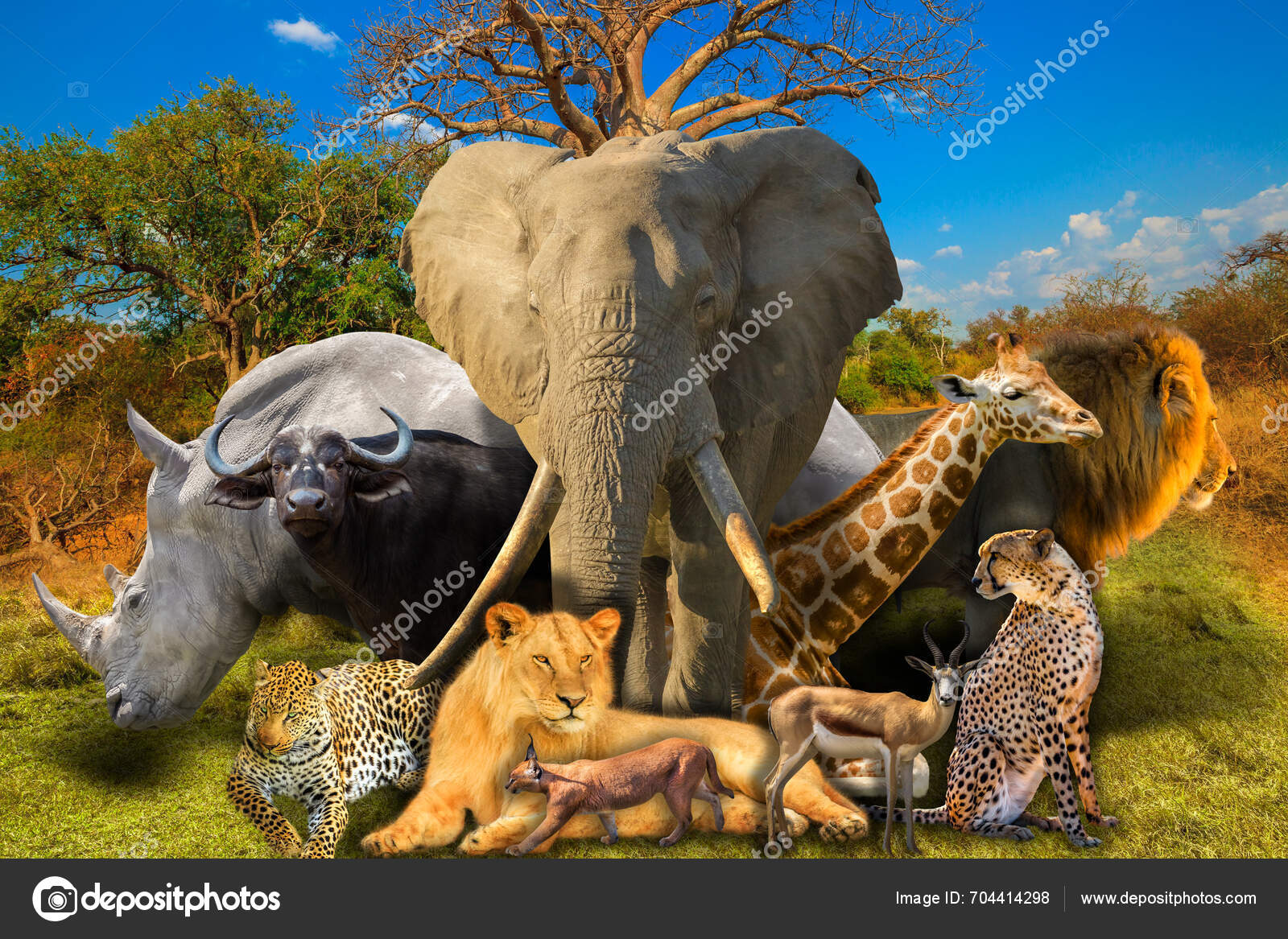 Big Five Wild African Animals Collage Baobab Tree Musina Nature — Stock ...