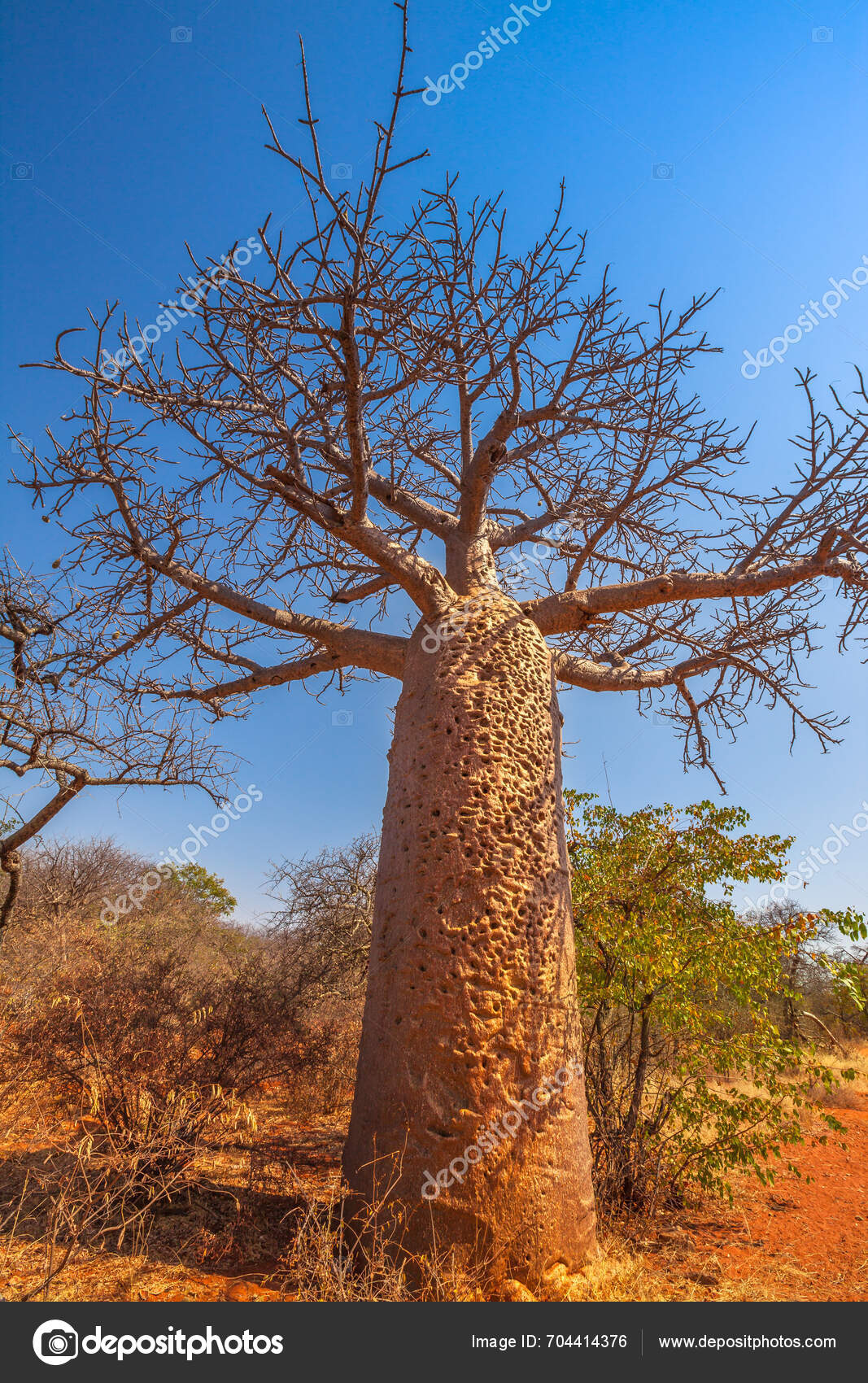 Tree Baobab Red Sand Desert Musina Nature Reserve South Africa — Stock ...