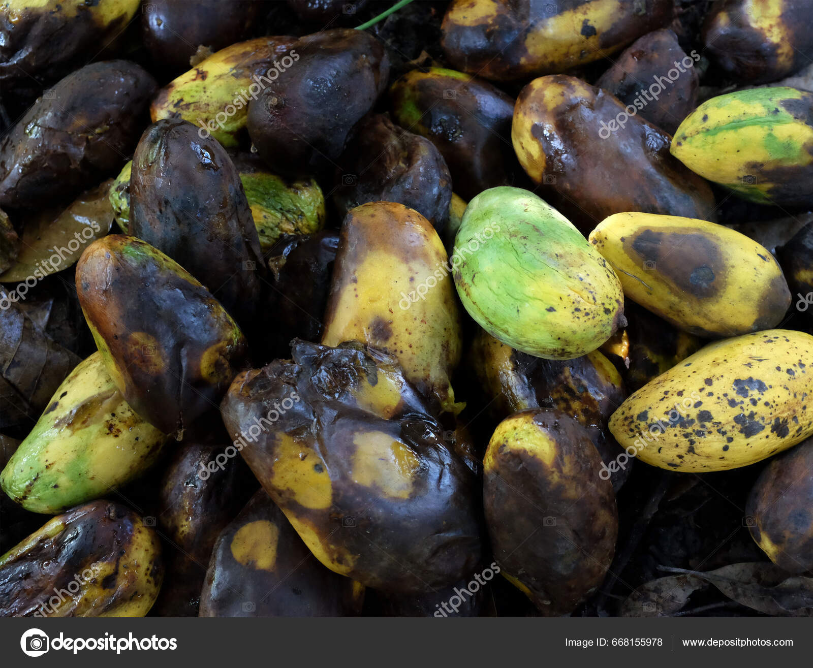 Heap Rotten Mango Bad Mango Numerous Overripe Mangoes Going Waste ...
