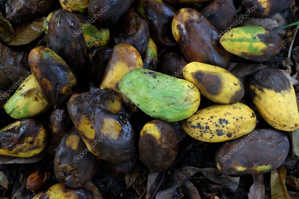 Montón de mango podrido, mango malo, numerosos Mangos demasiado maduros ...