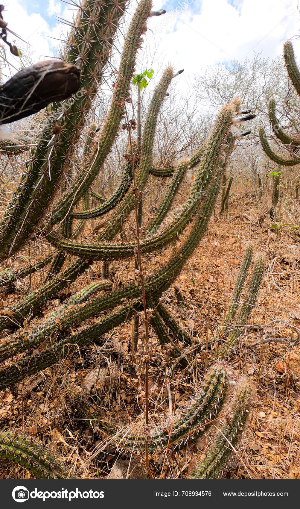 Caatinga Exclusively Brazilian Biome Biodiversity Adapted High ...