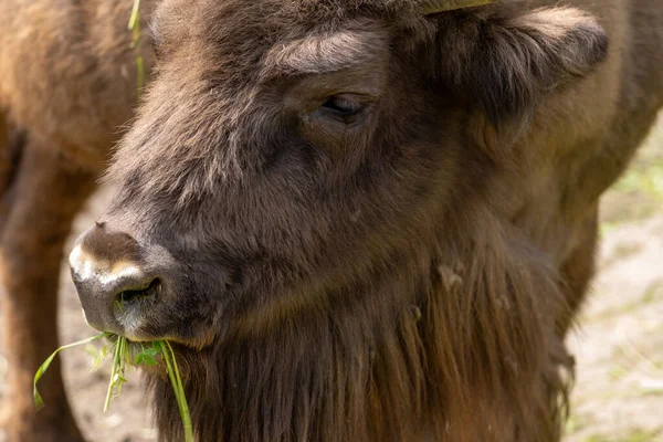 Bison comer grama Stock Photos, Royalty Free Bison comer grama Images ...