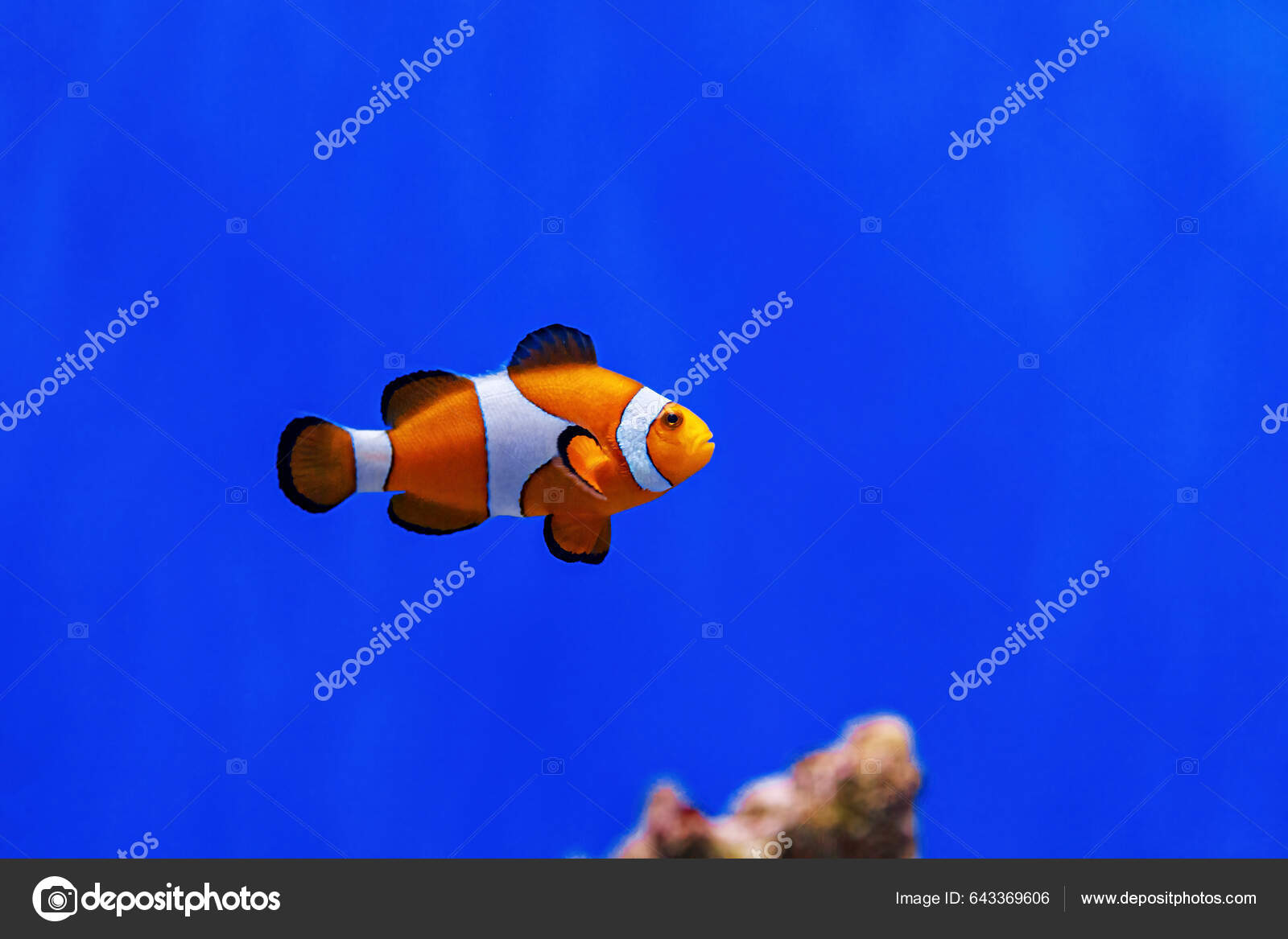 Underwater Shot Fish Amphiprion Ocellaris Close — Stock Photo ...