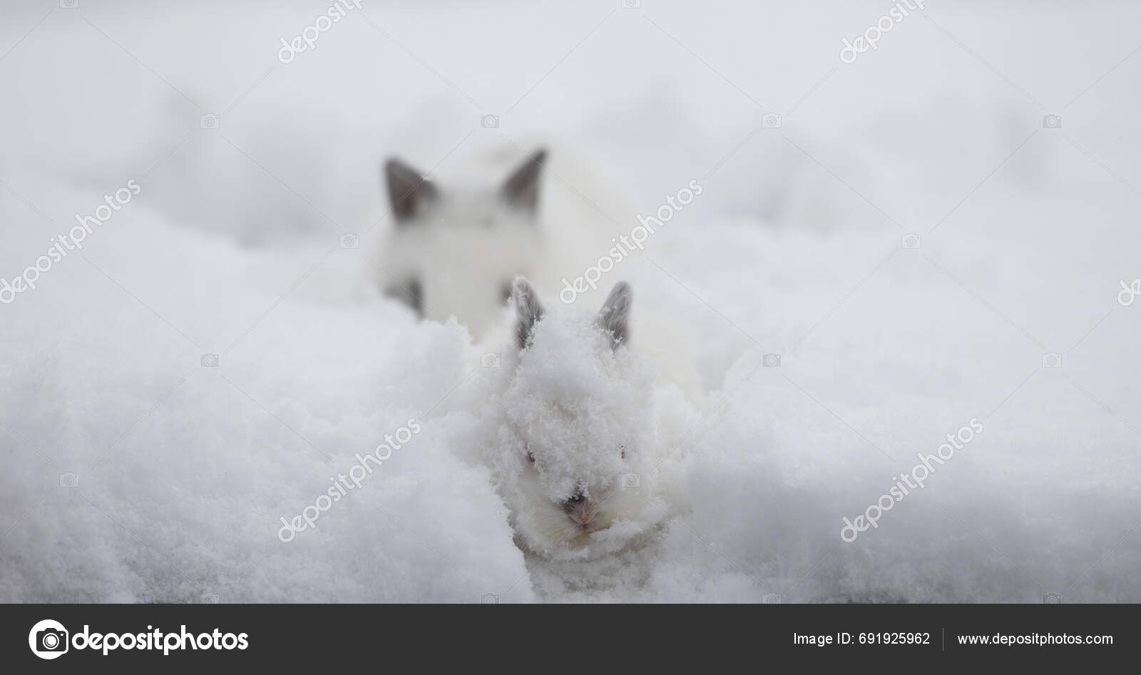 White Rabbit Snow — Stock Photo © serikbaib #691925962