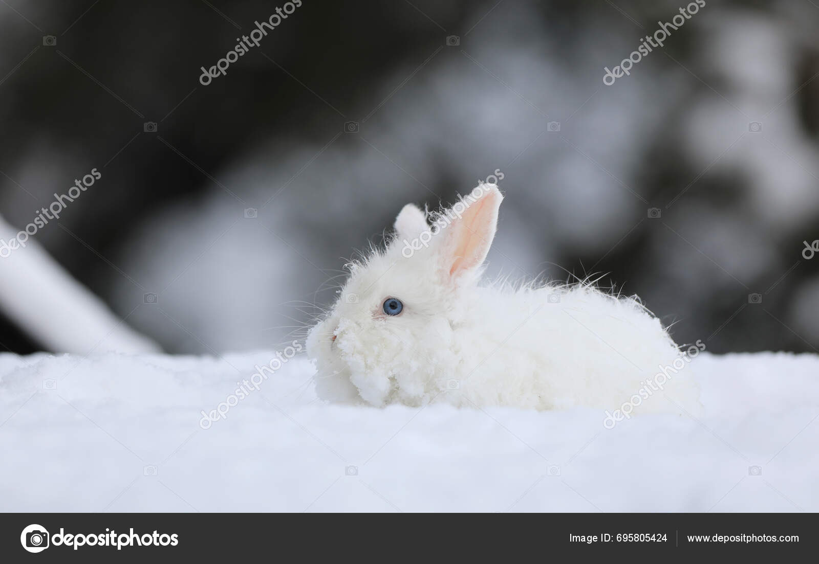 Cute Young White Rabbit Winter — Stock Photo © serikbaib #695805424