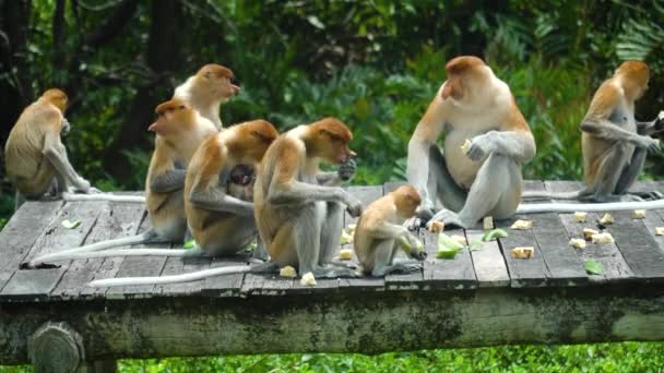 Proboscis Monkey Group Sit While Eating Nature Setup Mangrove Forest ...