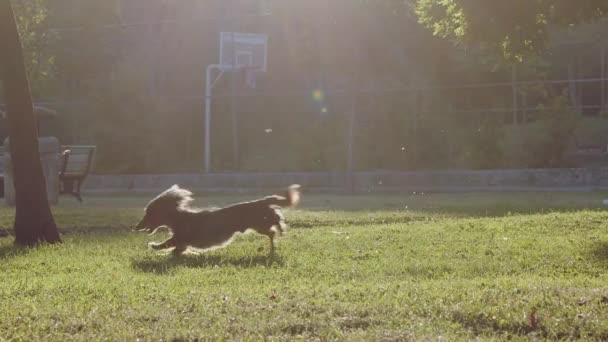 73 Perro tejón Videos, Royalty-free Stock Perro tejón Footage ...