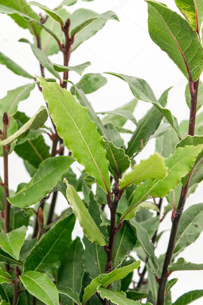 Vista de cerca del Laurel, Laurus nobilis, planta sobre fondo blanco. 2024