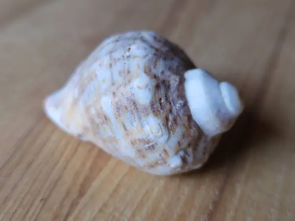 Chata shell Stock Photos, Royalty Free Chata shell Images | Depositphotos