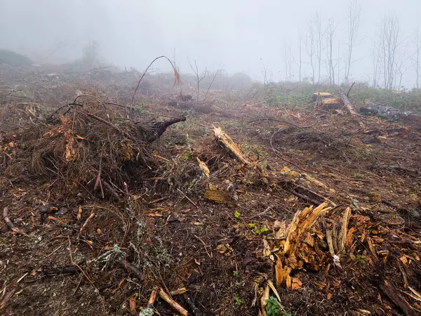 Large Pile Dry Tree Middle Forest Stock Photo by ©2vombaty 691345754