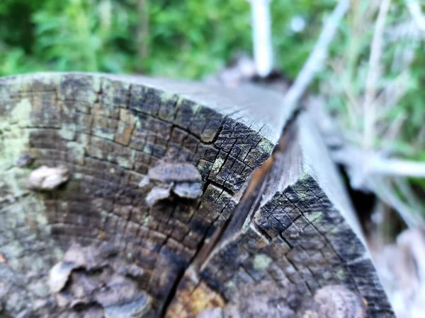 Bug stumps Stock Photos, Royalty Free Bug stumps Images | Depositphotos