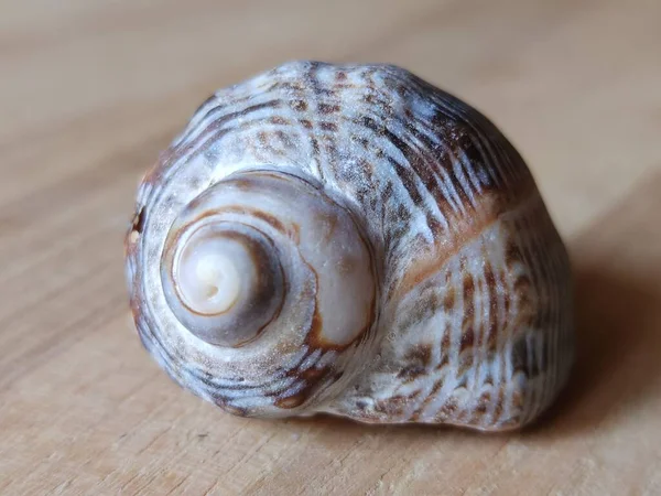 Chata shell Stock Photos, Royalty Free Chata shell Images | Depositphotos