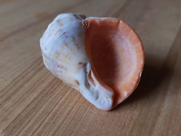 Chata shell Stock Photos, Royalty Free Chata shell Images | Depositphotos