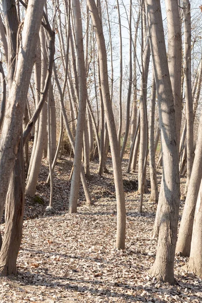 Dormant trees Stock Photos, Royalty Free Dormant trees Images ...