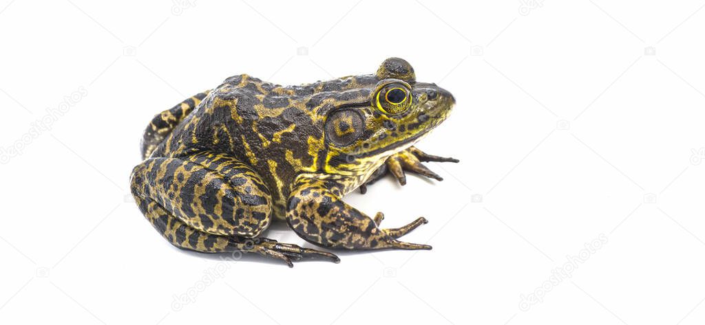 Rana toro americana - Litobatos o Rana catesbeianus - macho grande con ... Rana toro americana - Litobatos o Rana catesbeianus - macho grande con ...