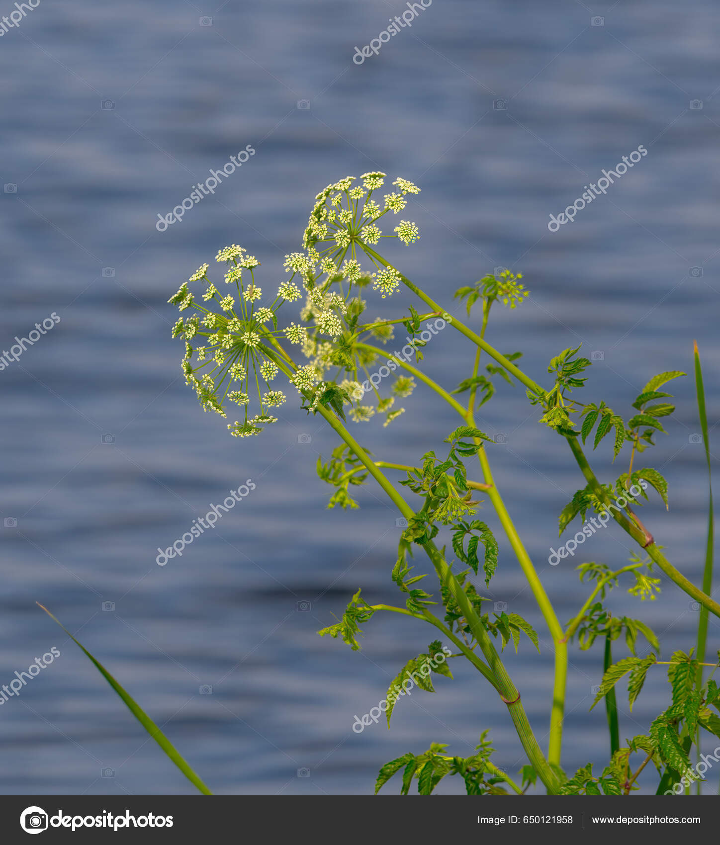 Hoja De Cicuta Oriental