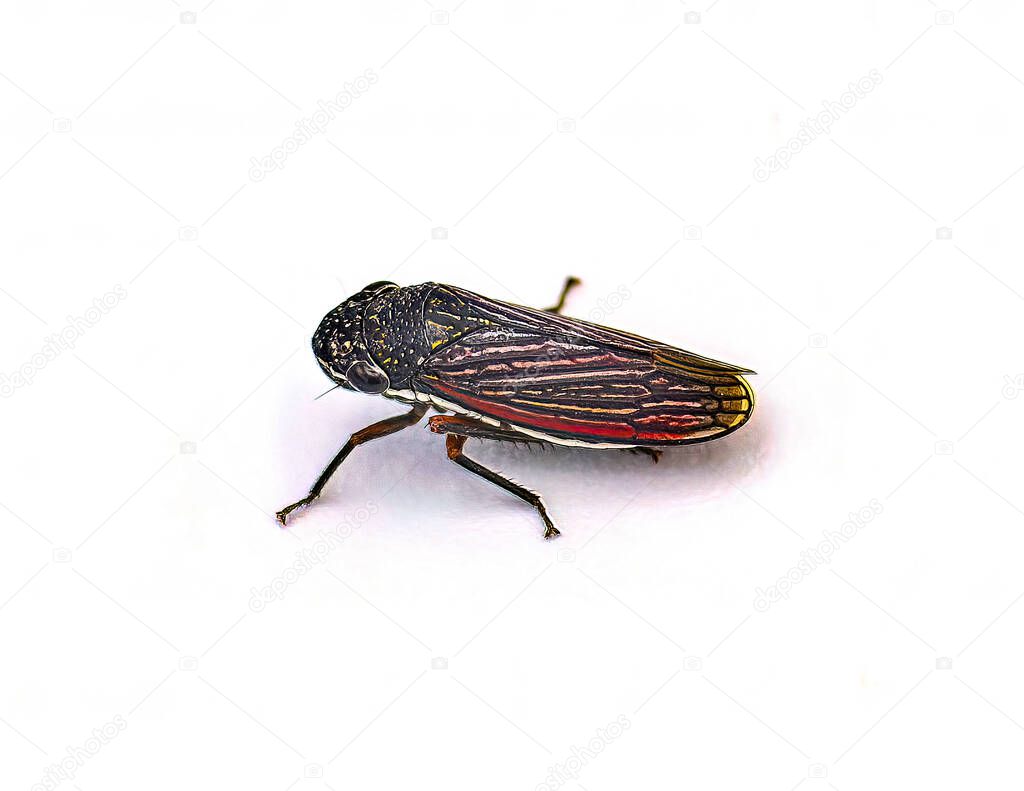 Cuerna costalis es una especie de anfibios de la familia de los ...