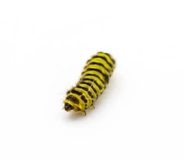 Caterpillar white background Stock Photos, Royalty Free Caterpillar ...