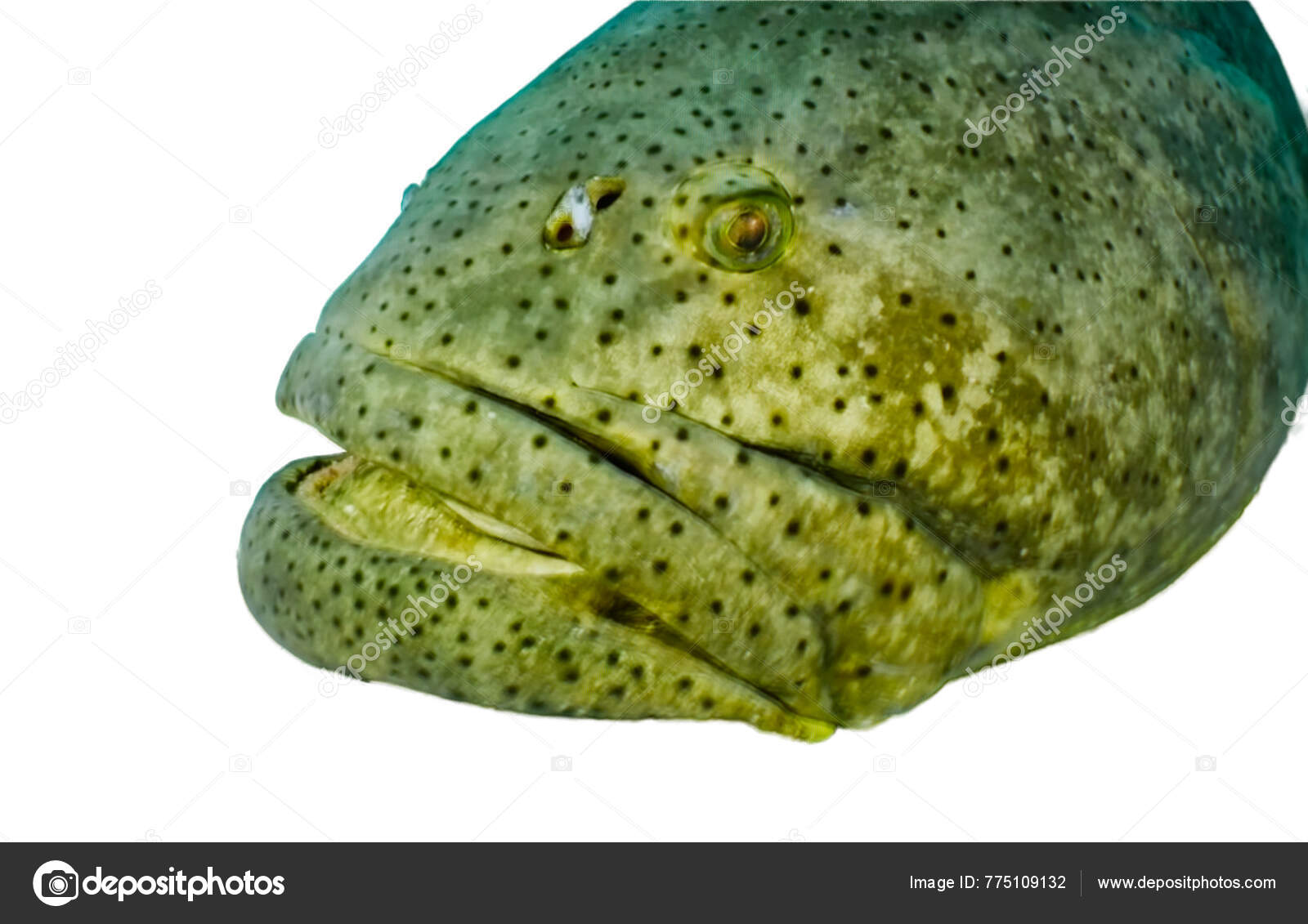 Atlantic Goliath Grouper Epinephelus Itajara Large Solitary Fish Lives ...