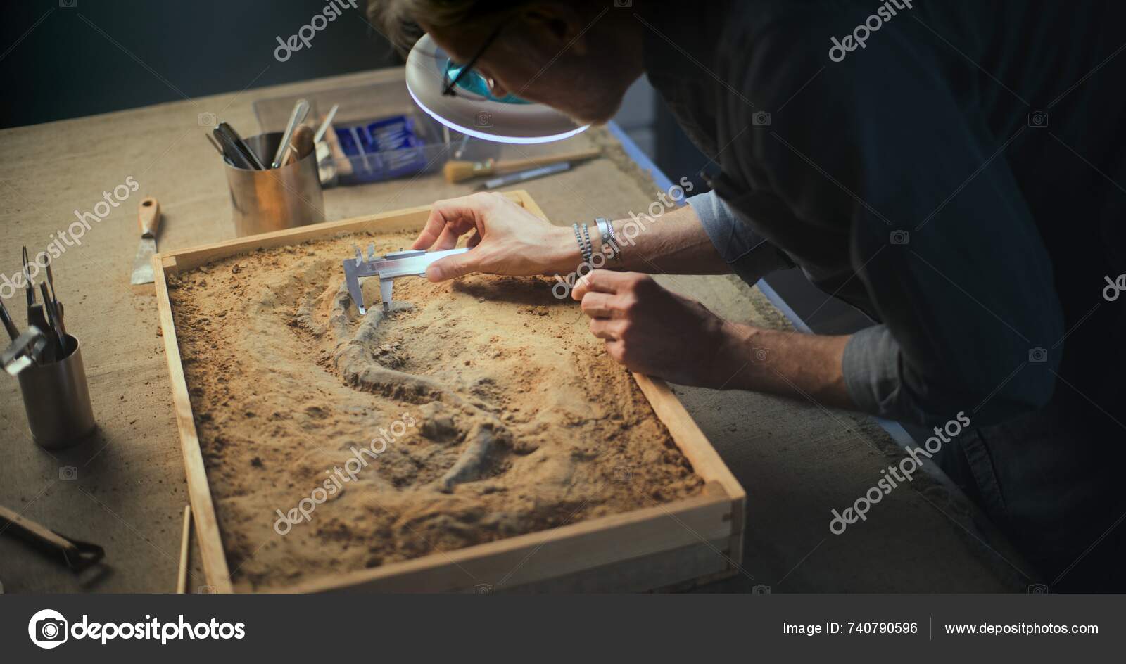 Mature Archaeologist Takes Measurements Dinosaur Skeleton Using ...