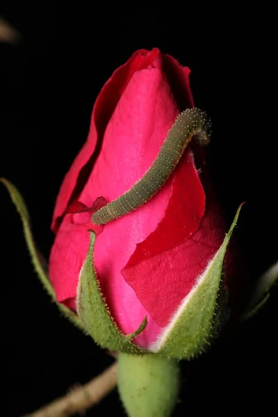 Rose worm Stock Photos, Royalty Free Rose worm Images | Depositphotos