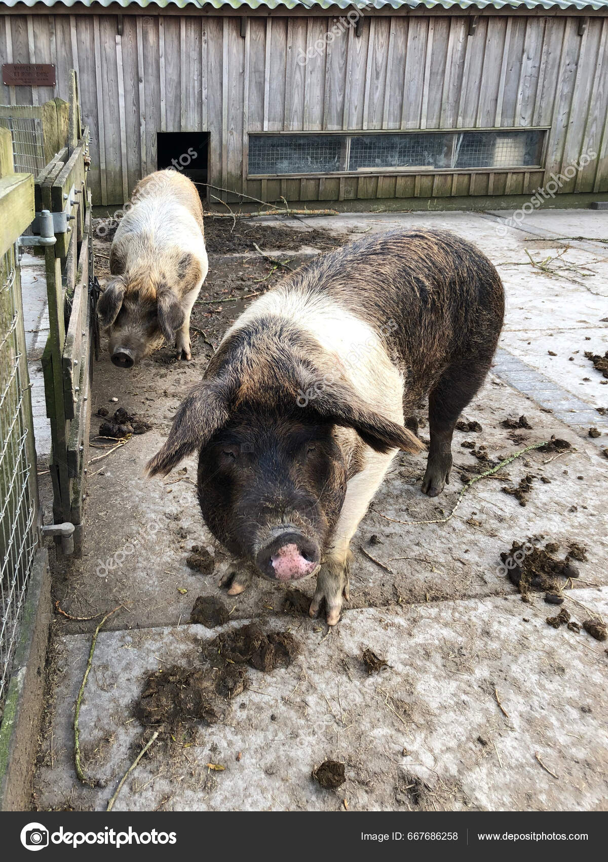 Big Pigs Pigsty Farm — Stock Photo © DirkM.deBoer #667686258