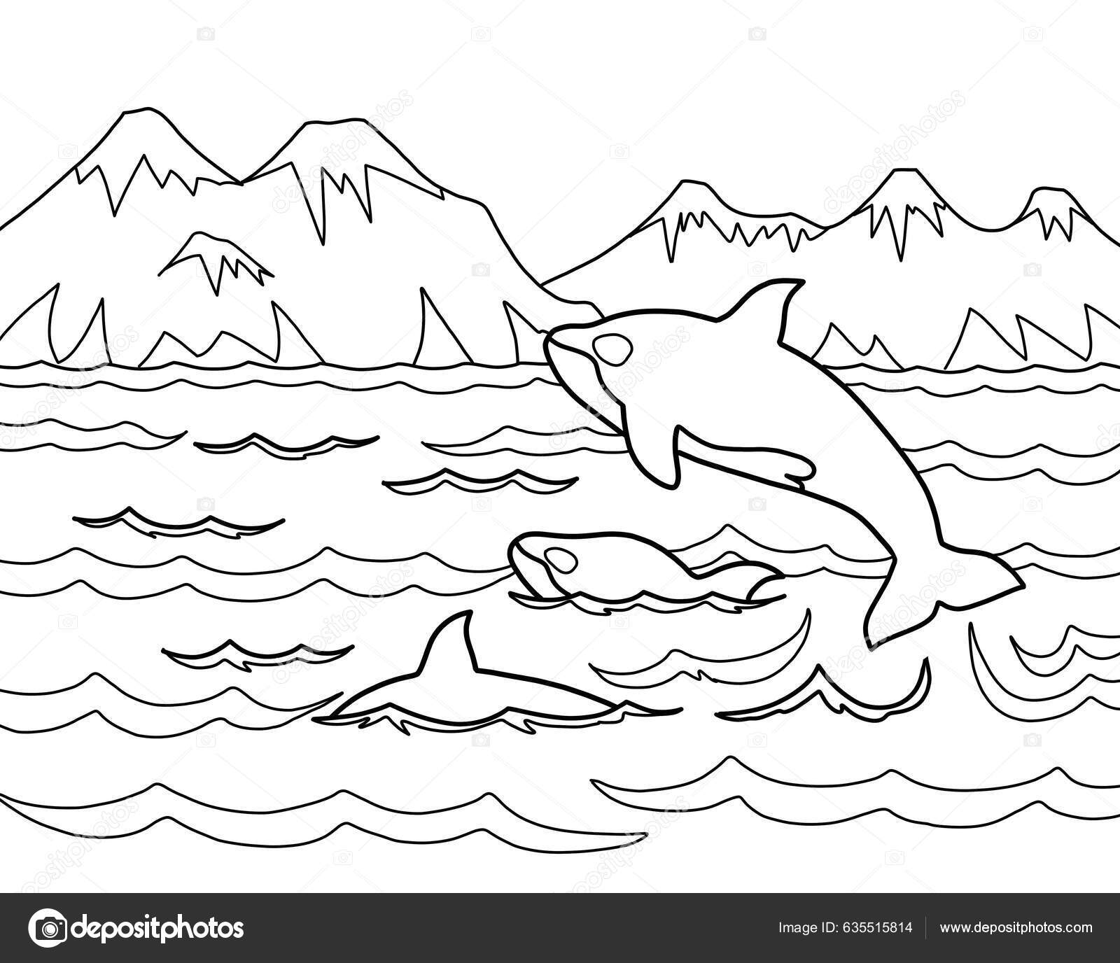 Pod Orcas Killer Whales Swimming Jumping Pacific Ocean Vancouver Island ...