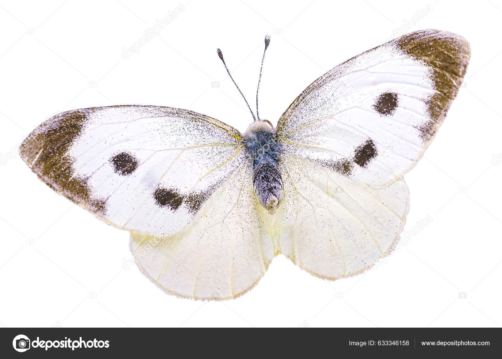 Beautiful White Butterfly Spread Wings Family Whiteflies Pieridae ...