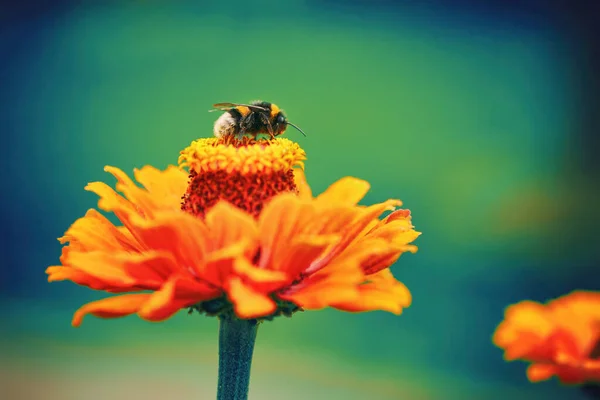 Bumblebee in nature on orange flower, close-up, macro. - Stock Image ...