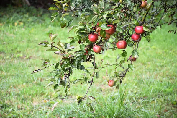 Apple apple tree Stock Photos, Royalty Free Apple apple tree Images ...