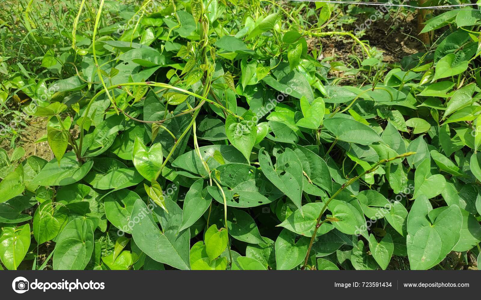Dioscorea Bulbifera Commonly Known Air Potato Aerial Yam — Stock Photo ...