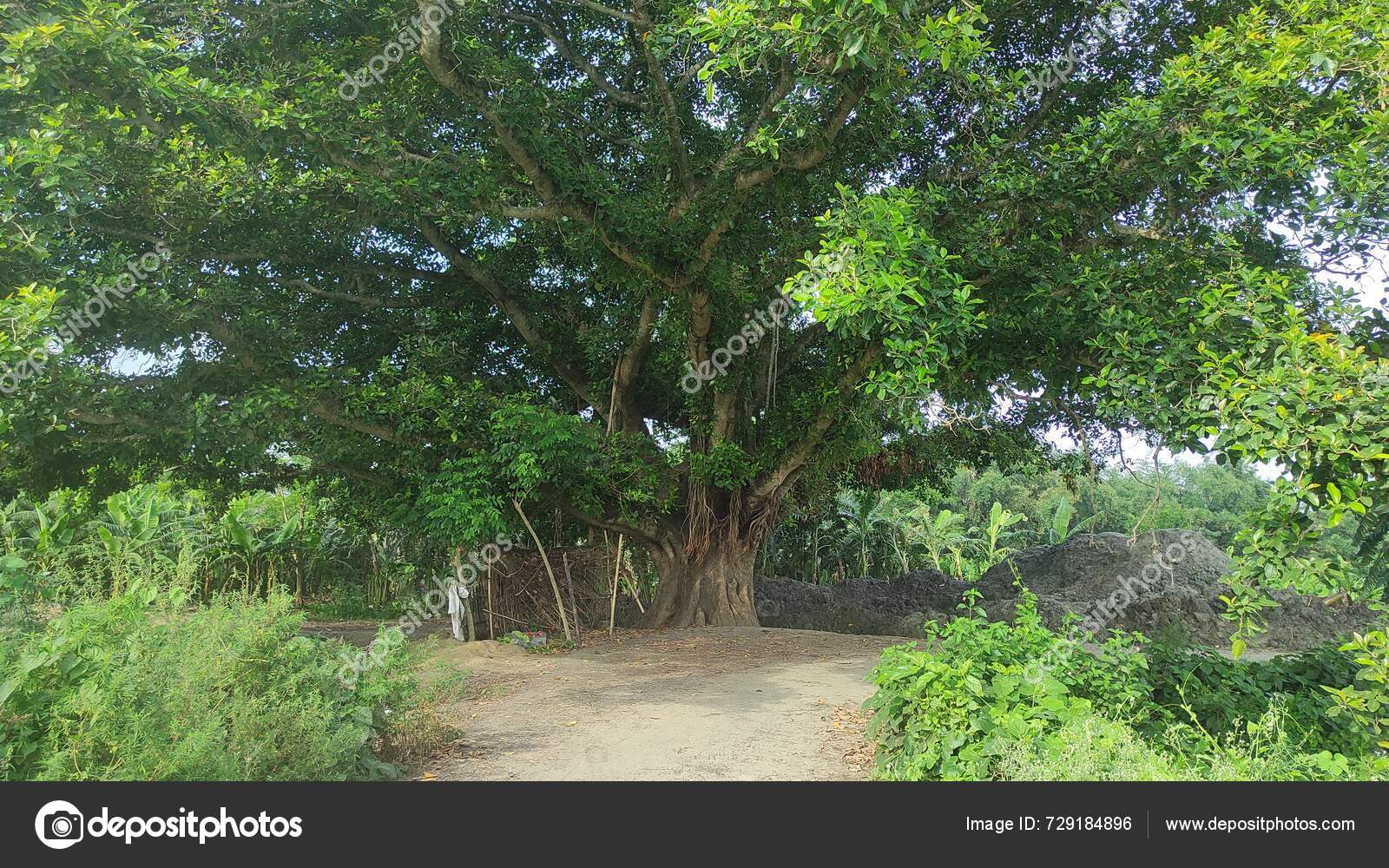 Banyan Tree Grows Large Yard Big Banyan Tree India — Stock Photo ...